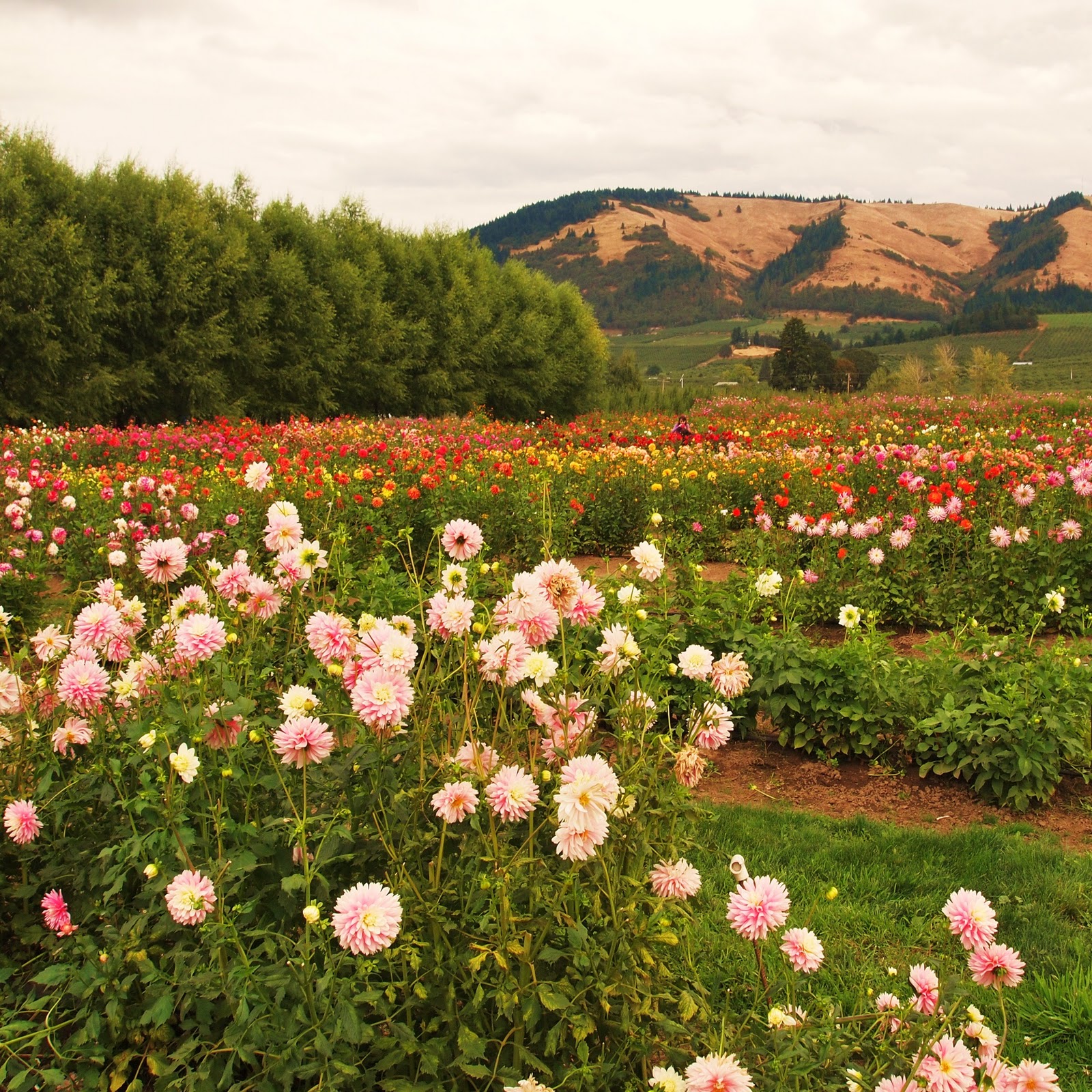 The Alchemist: The Fruit Loop