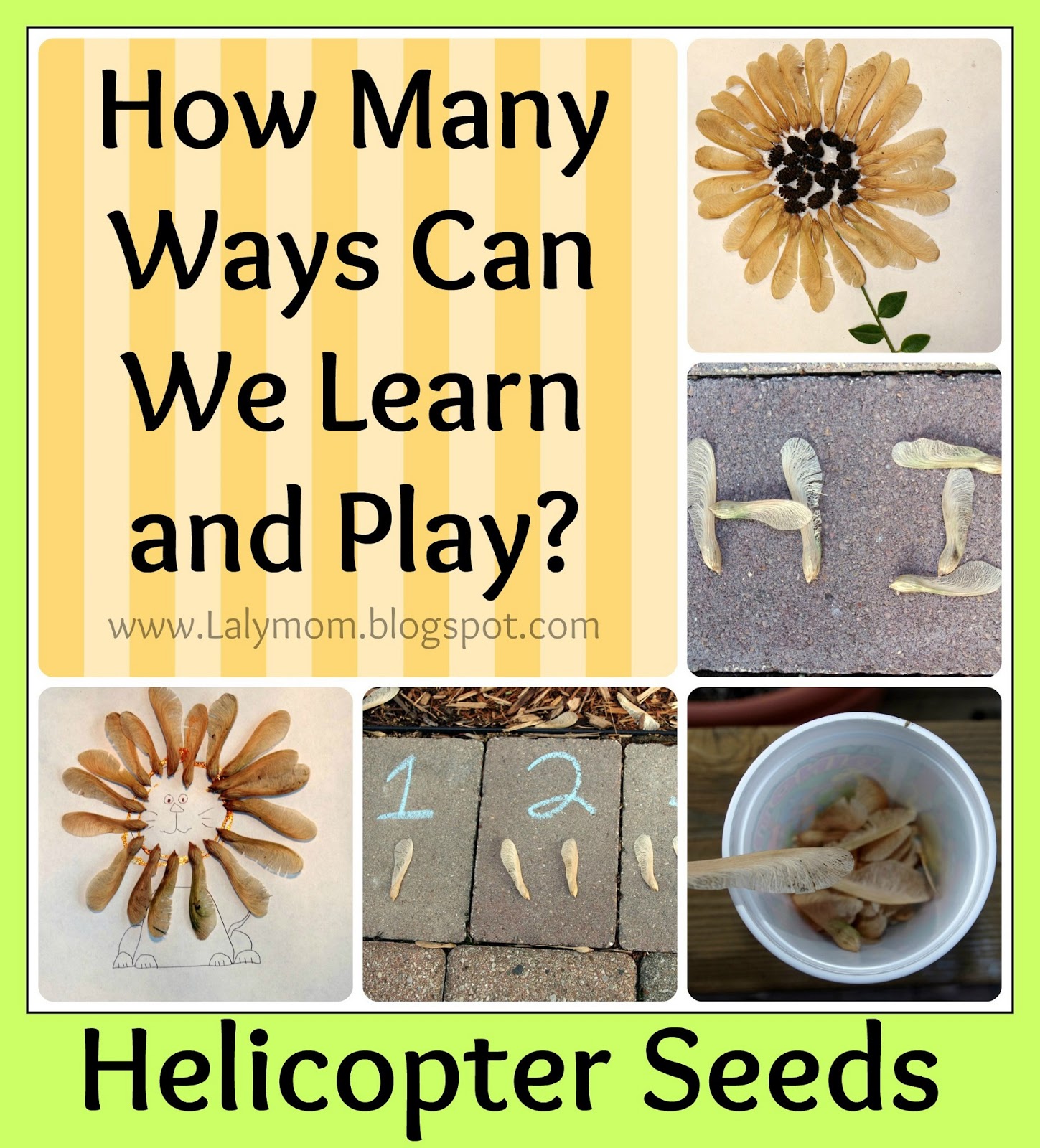 Playing and Learning With Helicopter Seeds