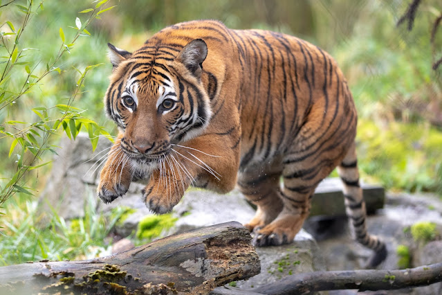 Amazing Azul—the zoo's first female Malayan tiger makes her debut!