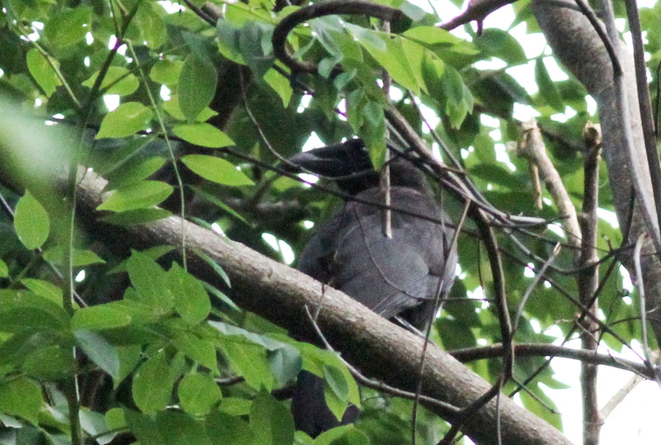 Sydøstasien: Lesser Sundas