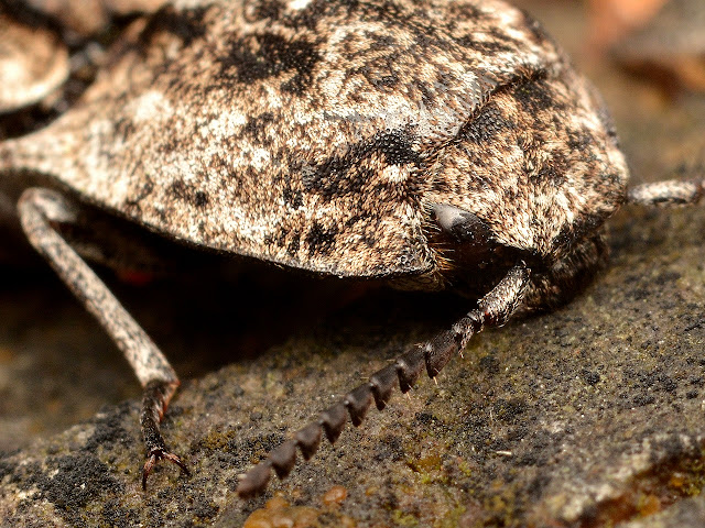 そよ風のなかで Part2: 7月 2020