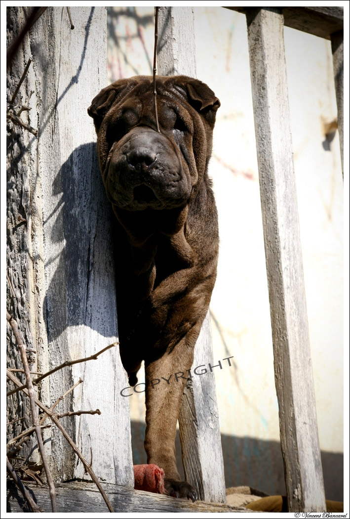 Focus nature: Charpey