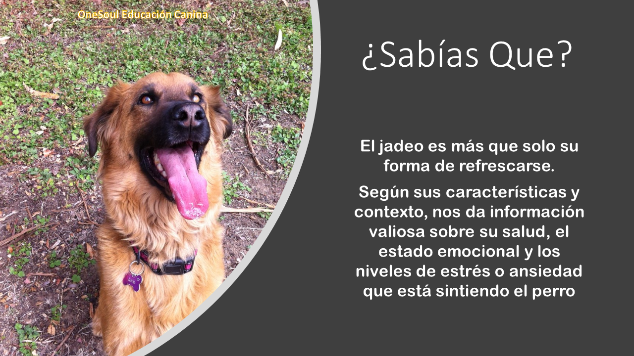 Cuanto Tiempo Debe Jadear Un Perro