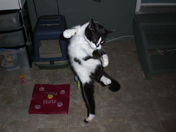 FUNNY BREAKDANCING kitties cat images photos pics - LOL CATS - 1 ...