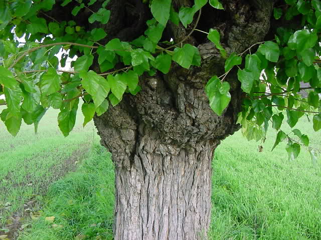 LA CASA E IL GIARDINO: Under the Shade of the Mulberry Tree among Songs ...