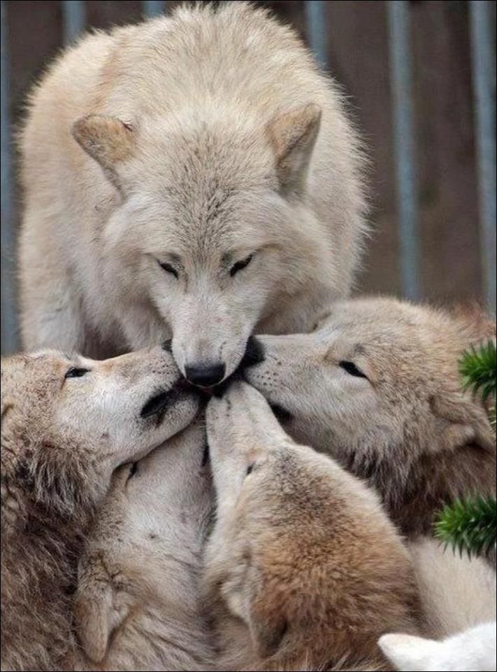 ANIMALS TIME : The 10 best wolfs pics (las 10 mejores fotos de lobos)