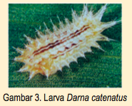 Setora nitens: Informasi Organisme Pengganggu Tanaman Ulat api DARNA SPP