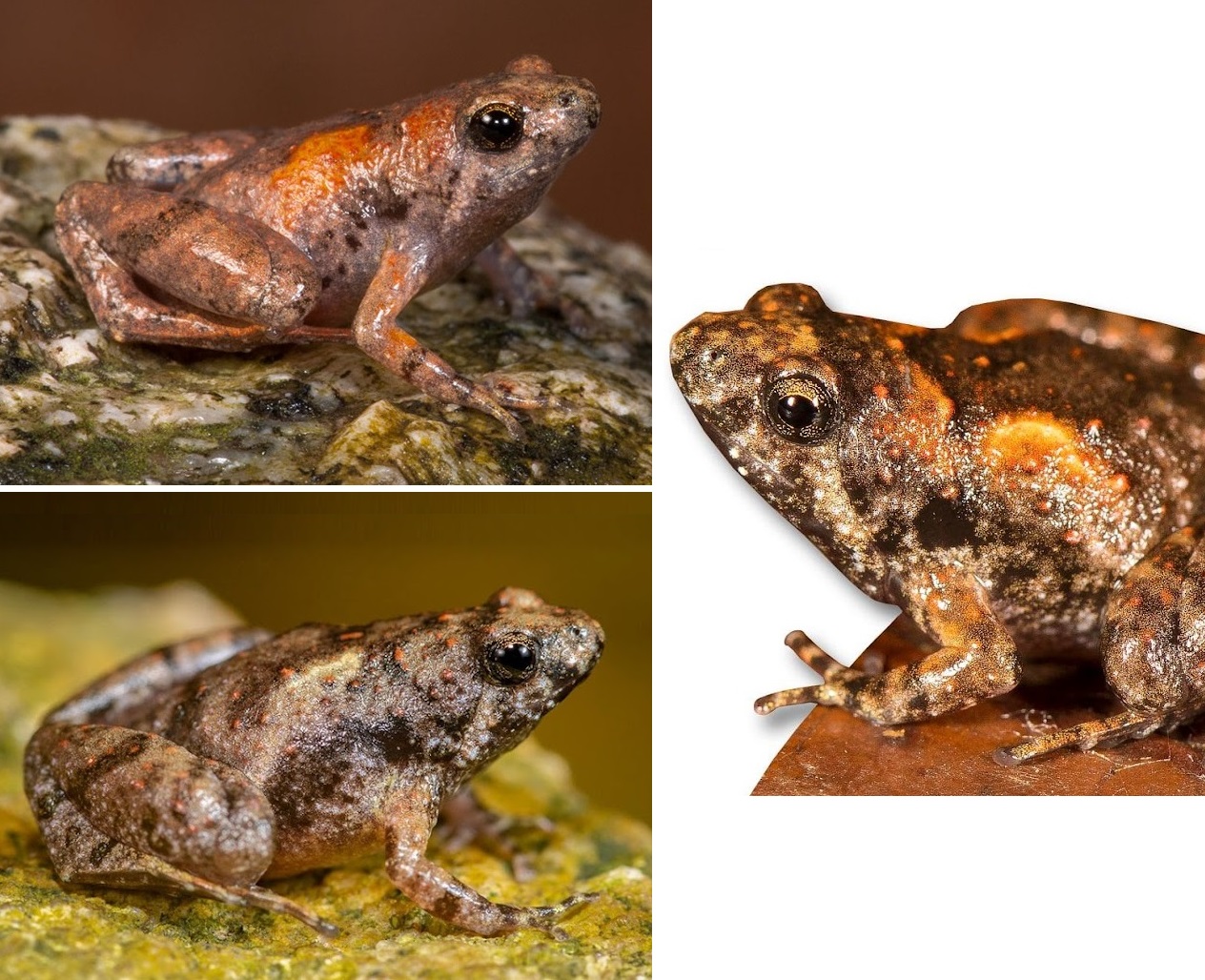 Species New to Science: [Herpetology • 2021] Microhyla sriwijaya • A ...