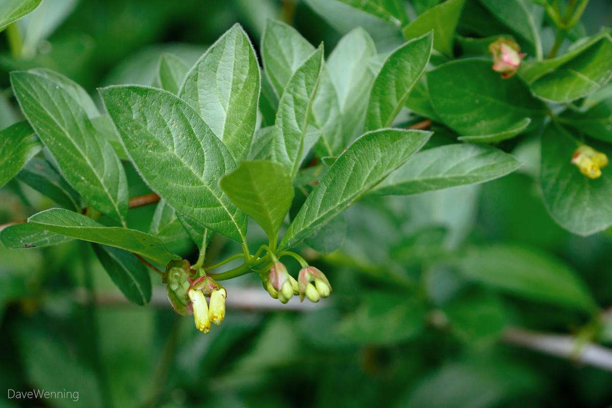 National Wildflower Week: A Kukutali Collection