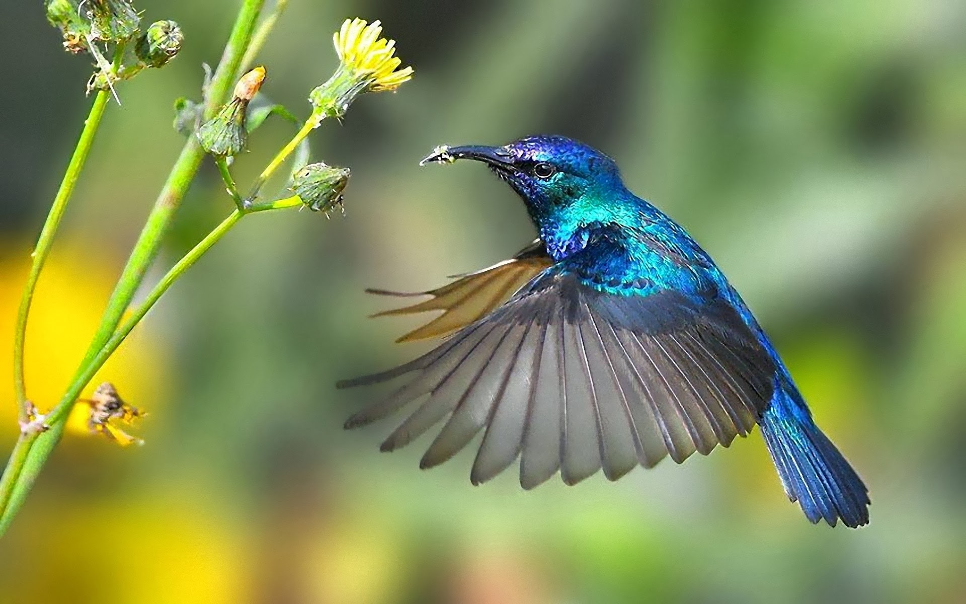 Sunbird | Hummingbird wallpaper, Hummingbird pictures, Animals