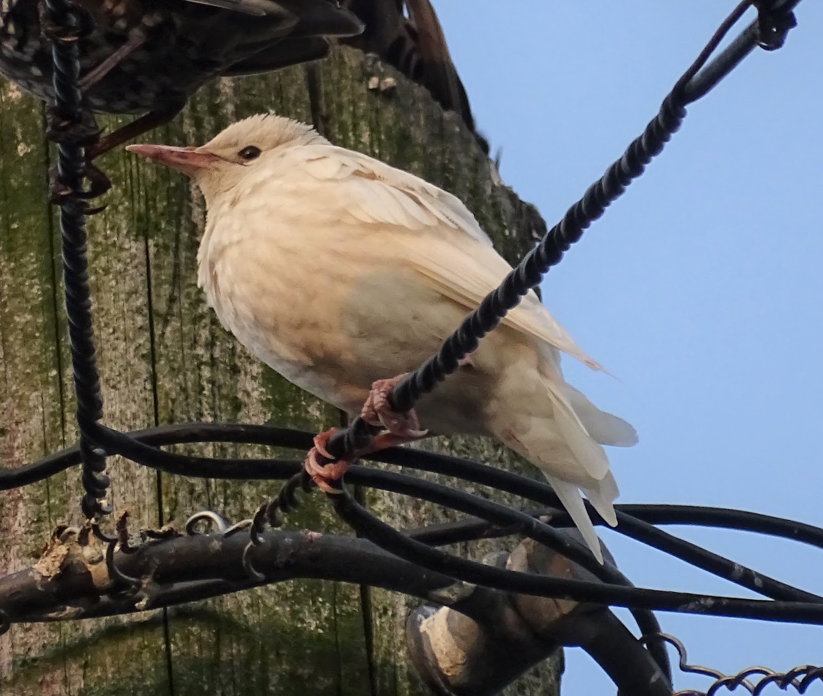 A Field Notebook: Leucistic starling in the garden