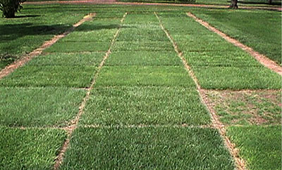 Selecting the Right Turfgrass Variety for Your Yard