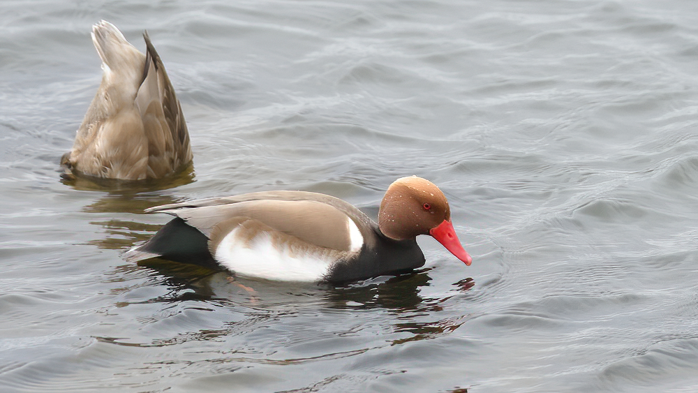 Outdoor Photography: Krooneend versus Fuut