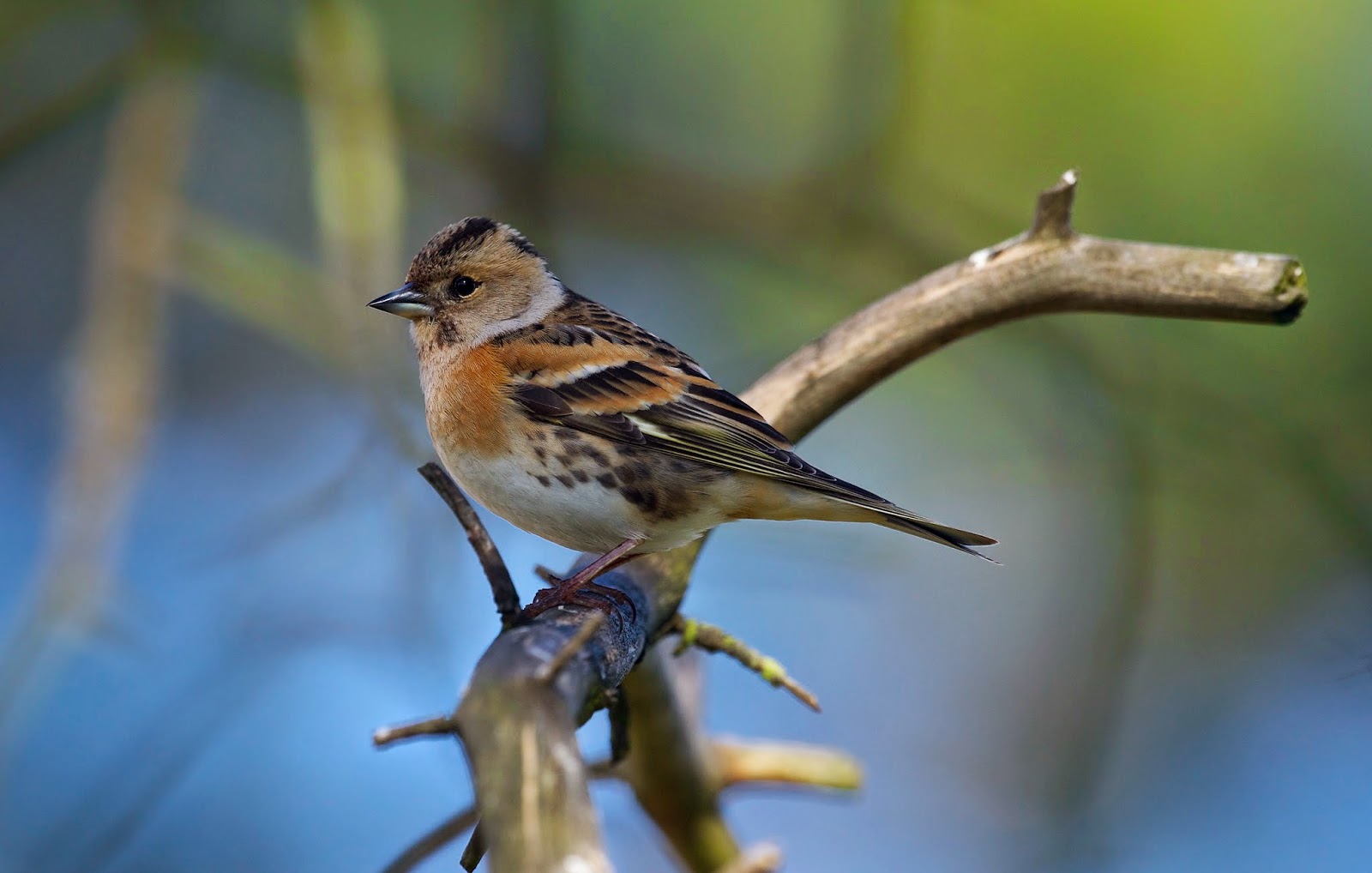 Naturfoto Einar Hugnes: Kjernebitere og andre småfugler på foringa