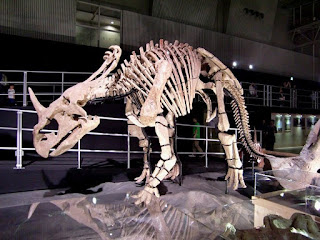 Mundo Pré-Histórico: Sinoceratops, o ceratopsídeo chinês