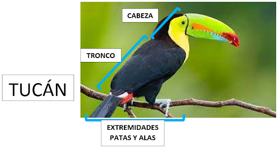Primer Año A EP 53 2021: LOS ANIMALES Y SUS PARTES DEL CUERPO