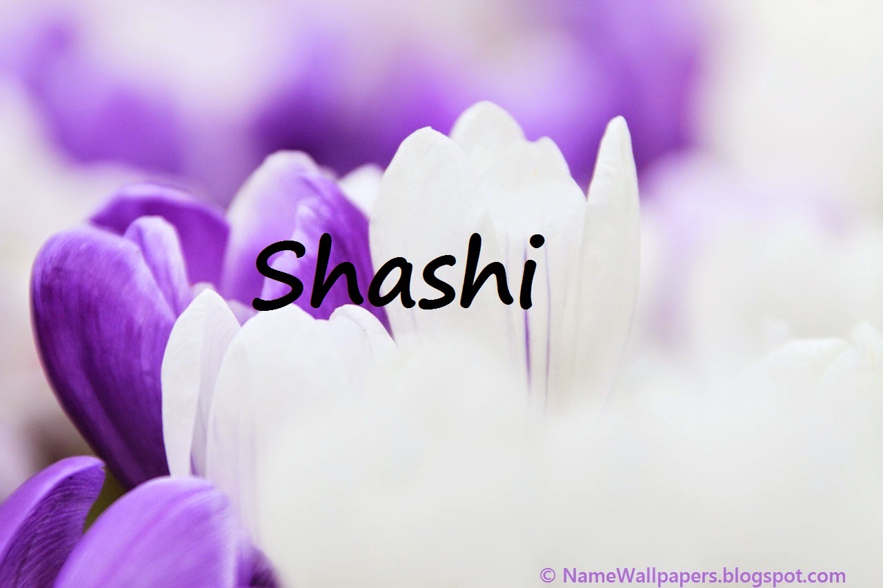 Shashi Name Wallpapers Shashi ~ Name Wallpaper Urdu Name Meaning Name ...