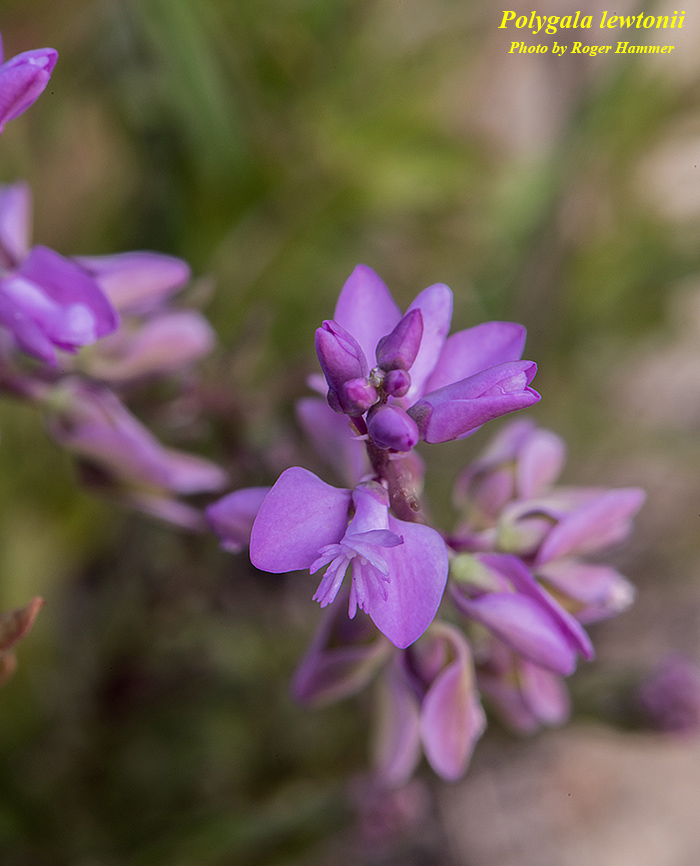 PLANT FAMILIES OF PUERTO RICO AND FLORIDA PAPO VIVES: POLYGALACEAE ...