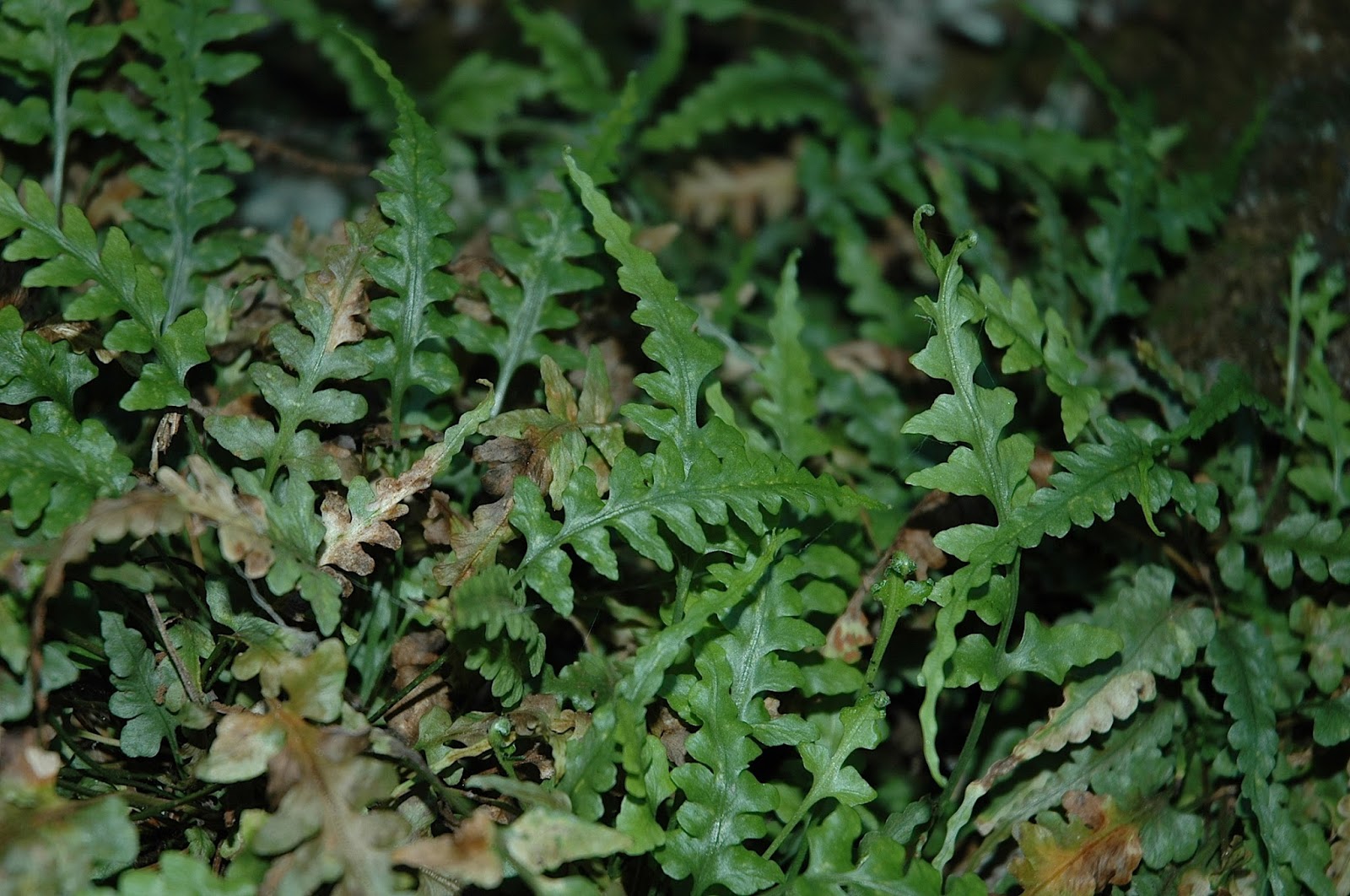 Field Biology in Southeastern Ohio: A Few More Ferns