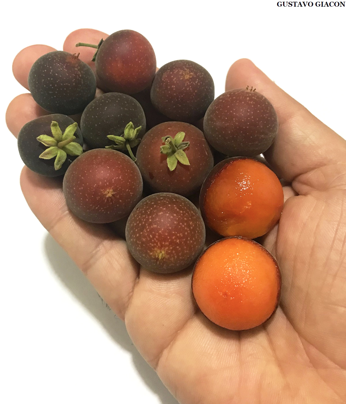 Viveiro Ciprest - Plantas Nativas e Exóticas: Dovialis Doce ou Sem ...