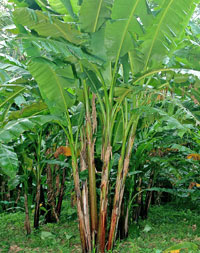 Textile Education: Serat Alam