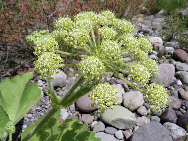 Всё о бегониях и не только...: Борщевик Ольги / Четырёхленточник Ольги ...