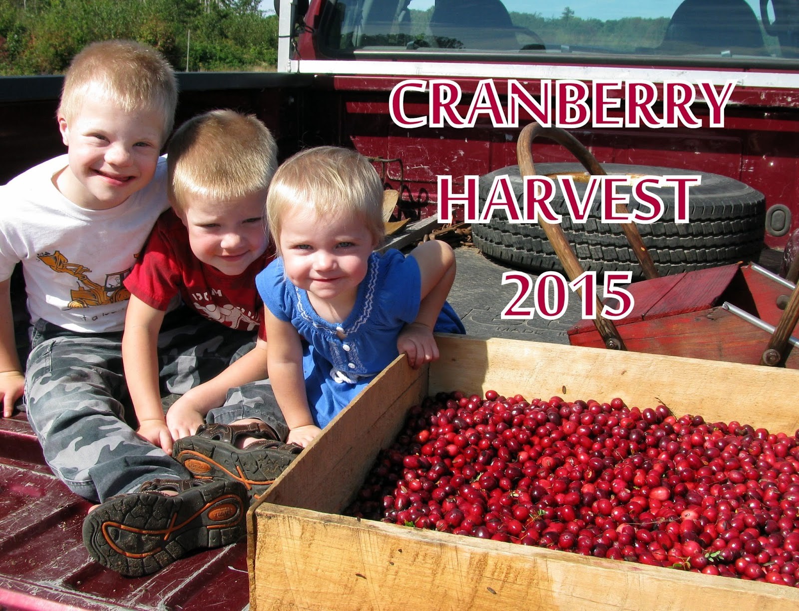 CAMP HOMESCHOOL: Everything CRANBERRY