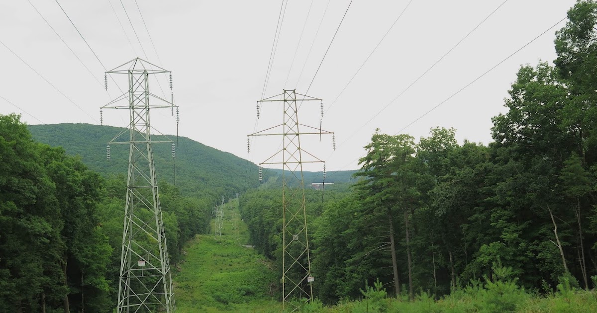Saratoga woods and waterways: Flowers of a Powerline Height