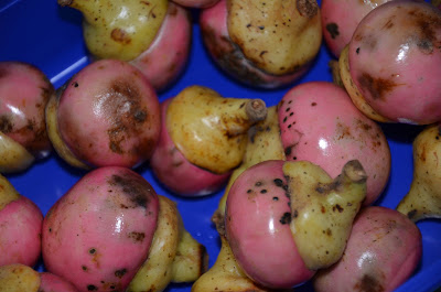 theStoryOfMyLIFE: engKALAK@indigenous fruit of Sarawak