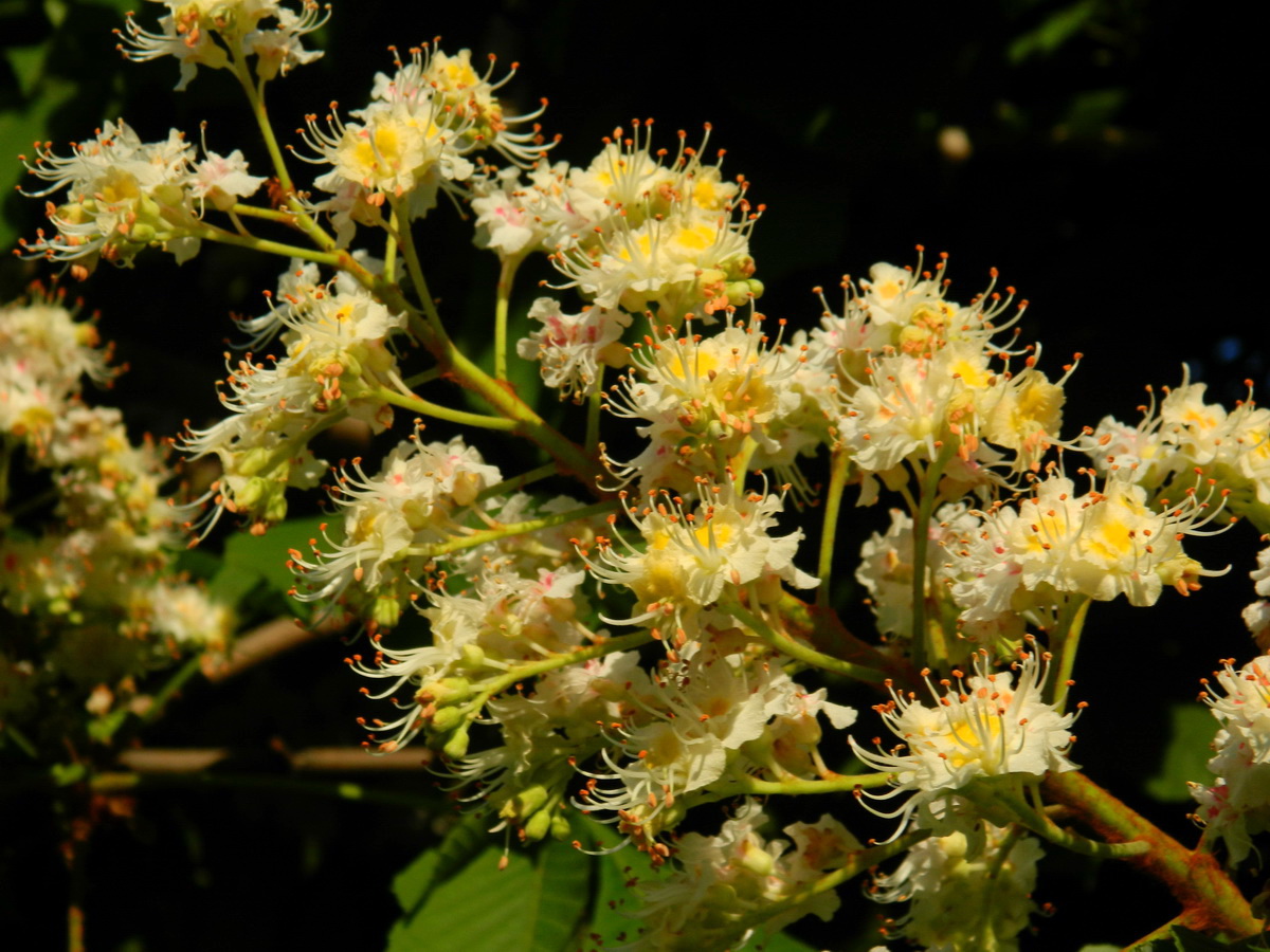 LA MULTI ANI, ROMANIA!: Flori de castan