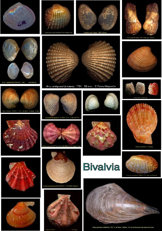 AMIGOS PARA SIEMPRE: MORFOLOGÍA DE LOS BIVALVOS