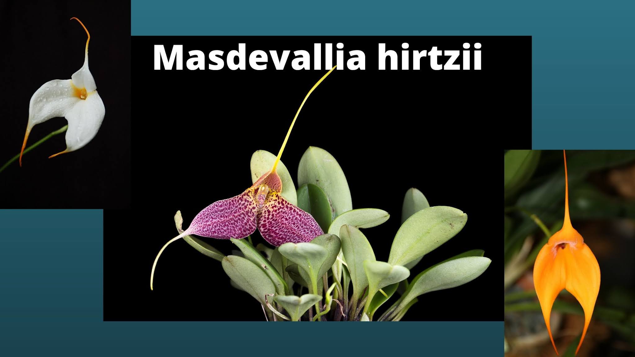 Small and Colorful Masdevallia hirtzii | Best choice for Indoor ...