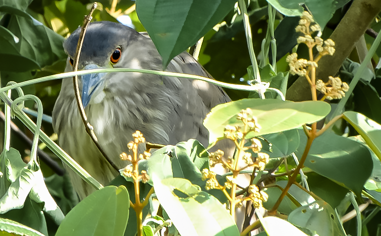 Jardín de Aves: Guaco Común