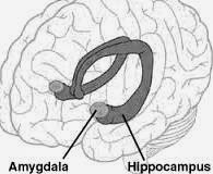 Mindfulness: Mindfulness og hjernen
