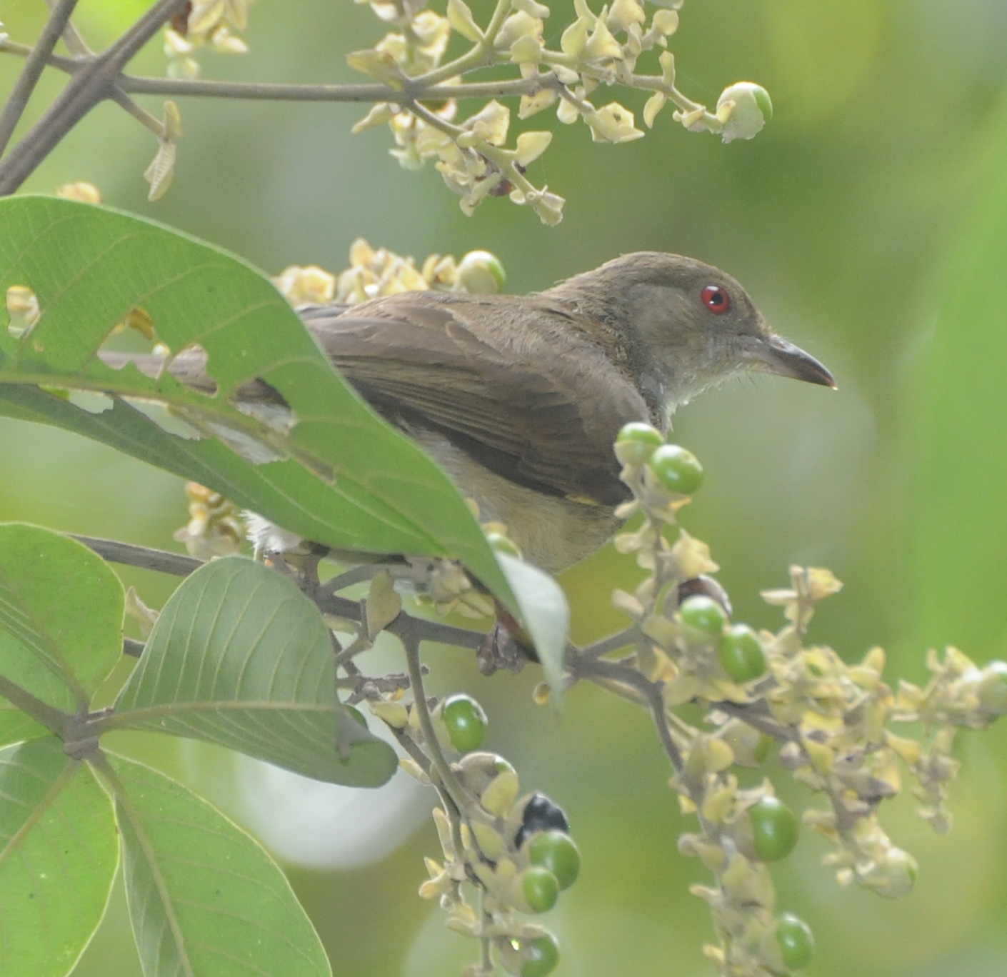 A Wandering Naturalist: Sarawak: The Forest at Permai
