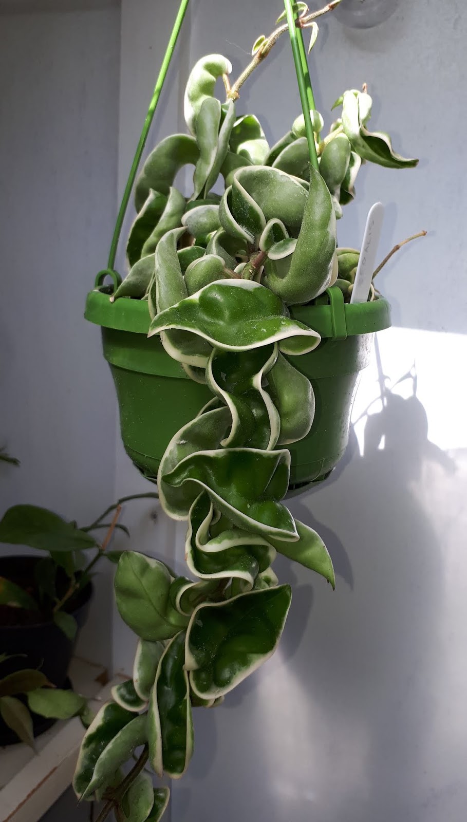 Gerrit's Hoya flowers: Hoya compacta en Hoya compacta 'Regalis' en ...