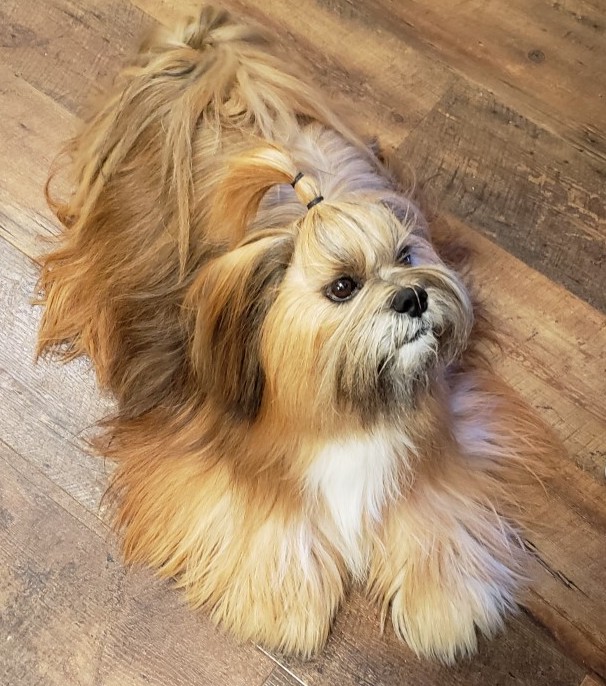 Lhasa Apso Blog: Celebrate July!