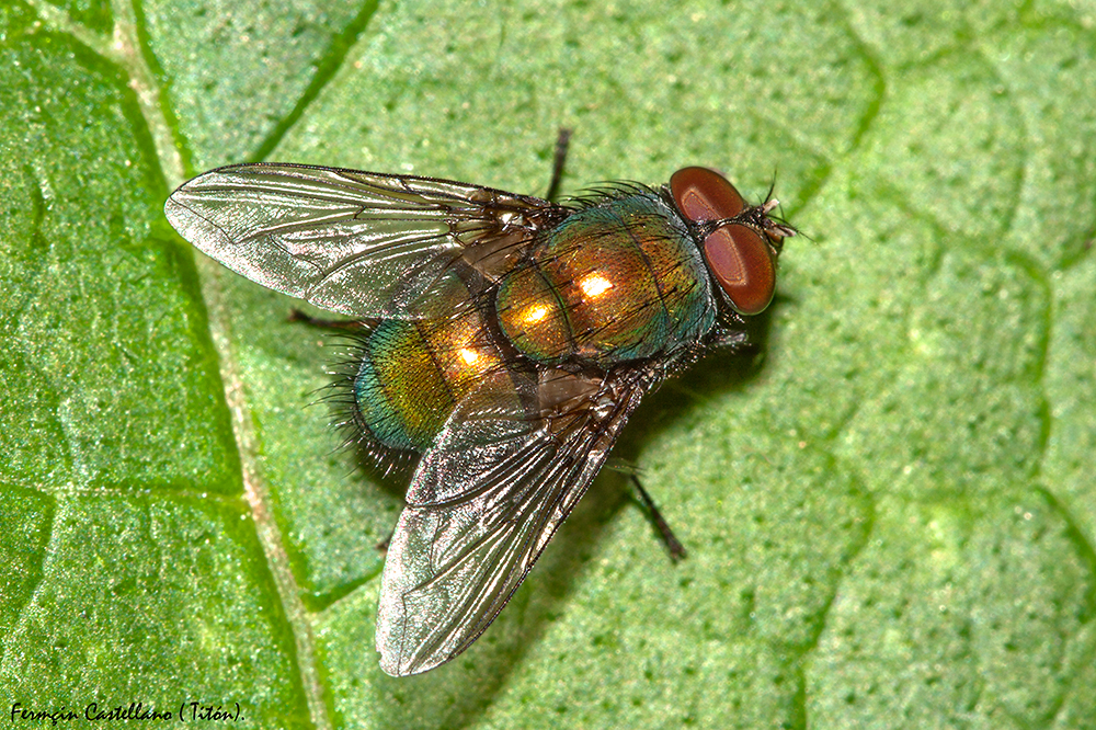 ASILVESTRAO: UNA "SIMPLE" MOSCA