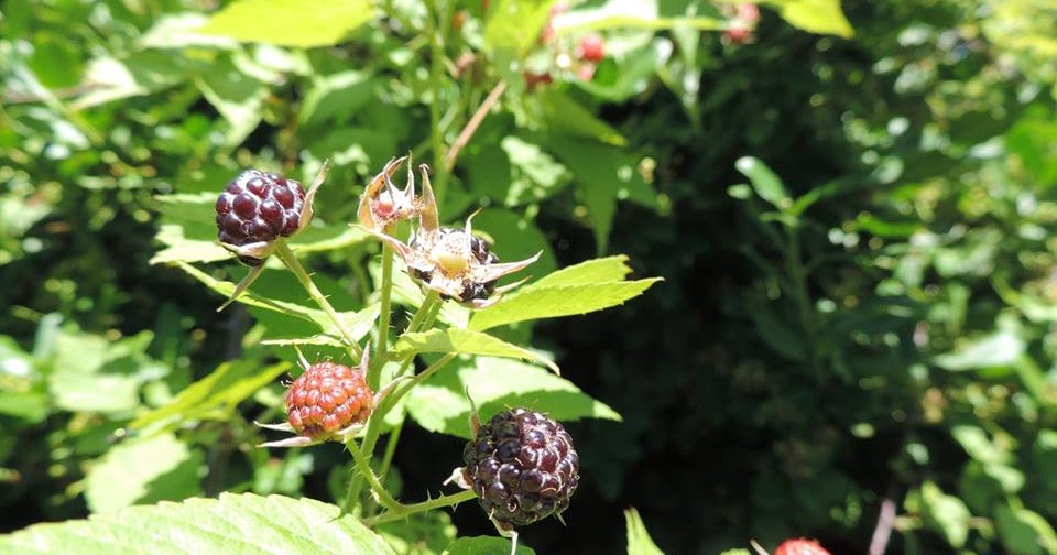 Another Monkey: Berry time