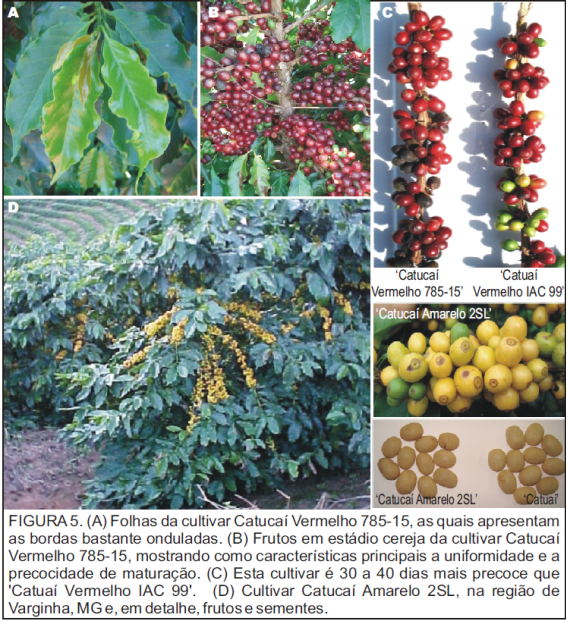 Plantação de café Catuaí Amarelo - Agricultura Mineira