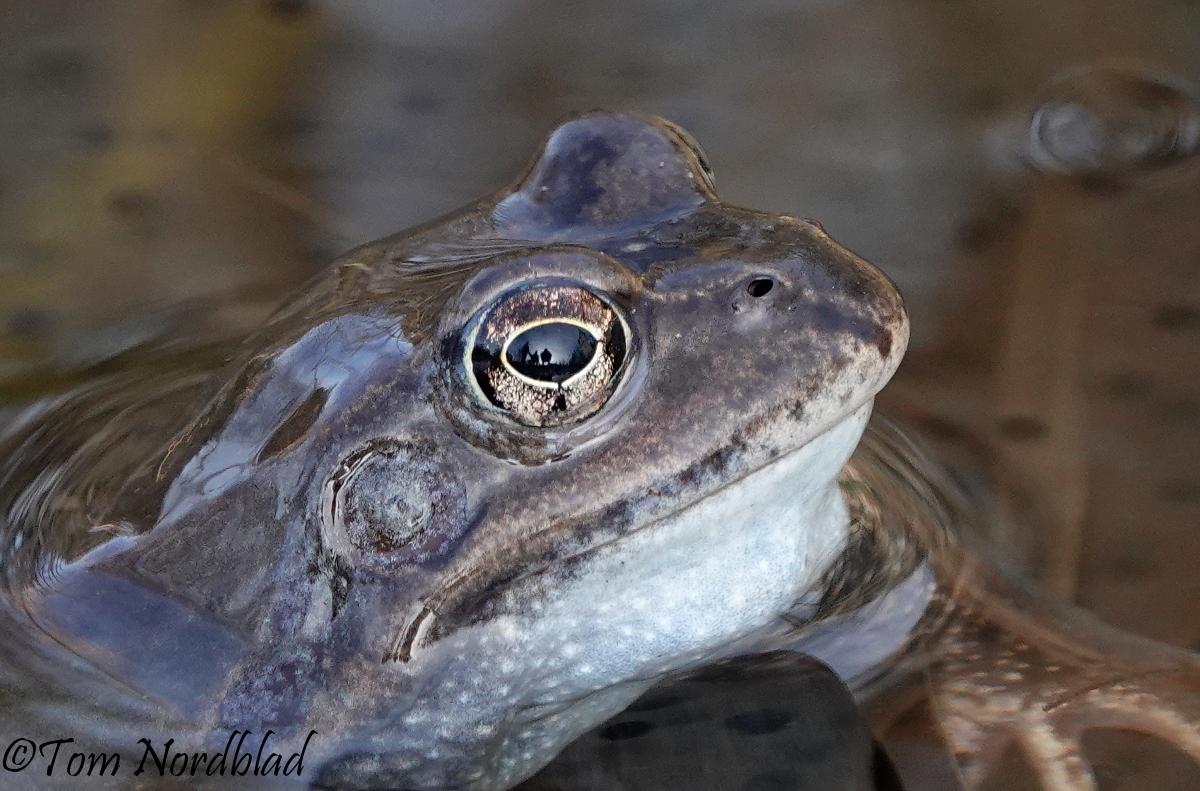 FINNISH BIRDING: Local frogs and few new birds for the year. 8-9.4.2020