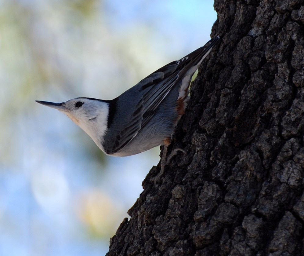 Birding Is Fun!: The Society of Nuthatches