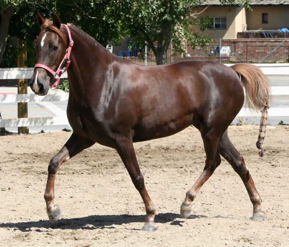 Princess Pixie The Wonder Pony