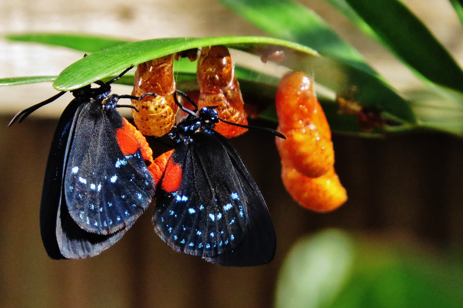 Florida Suncoast Birding: Atala Butterflies