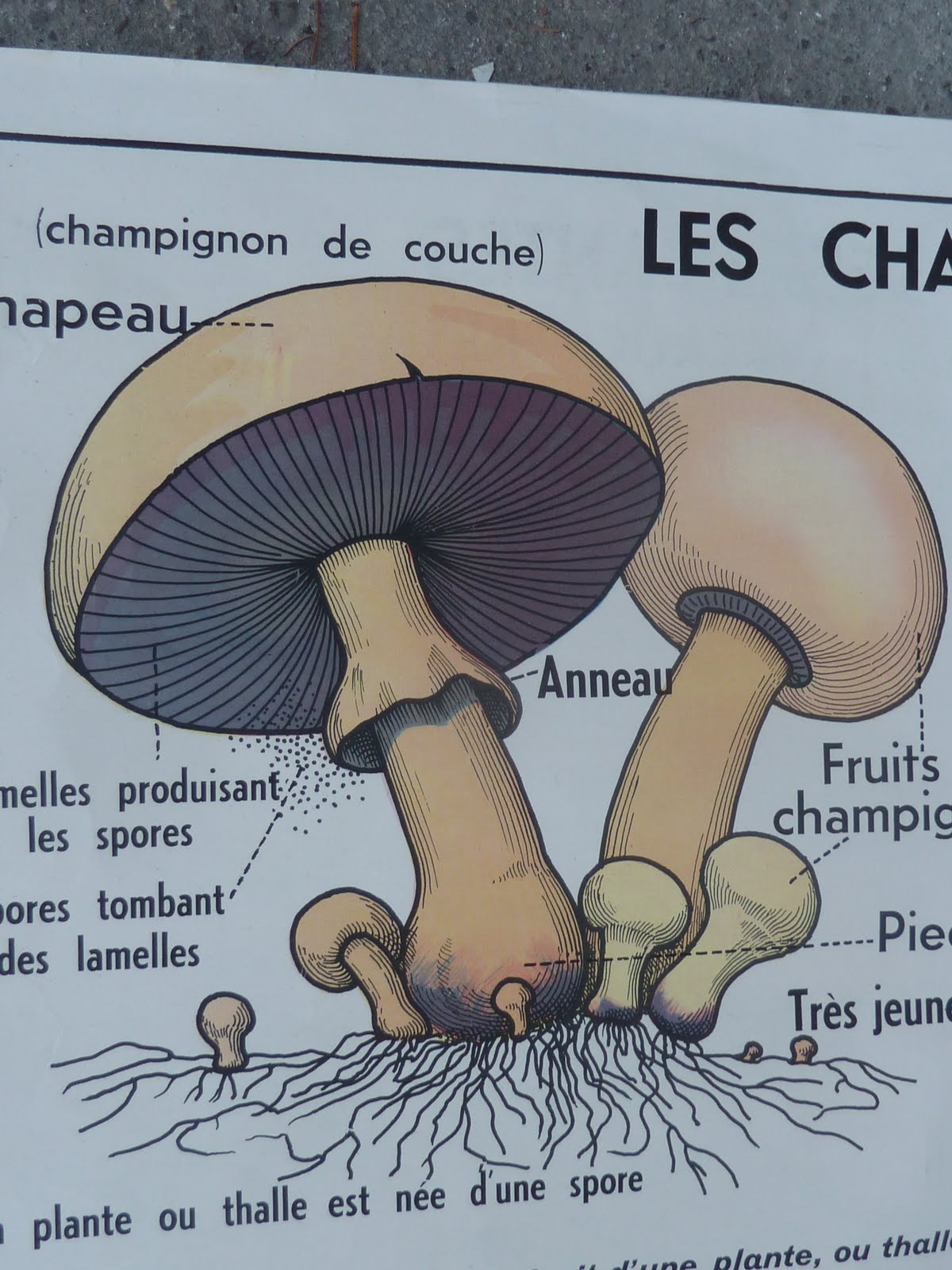 Ecole FMR 1000 Affiches scolaires: les plantes et champignons MDI 1960 ...