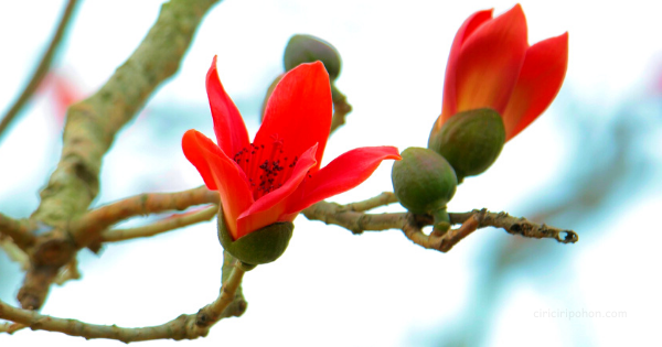 Ciri Ciri Pohon Randu Alas (Bombax ceiba) Di Alam Liar - Ciriciripohon.com