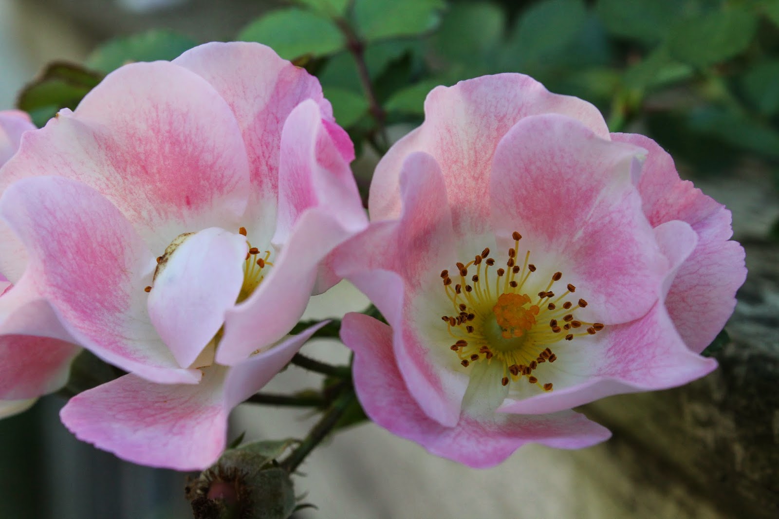 Landscape Design Guru: Carefree Delight Roses: Pruning Rose Bushes in ...
