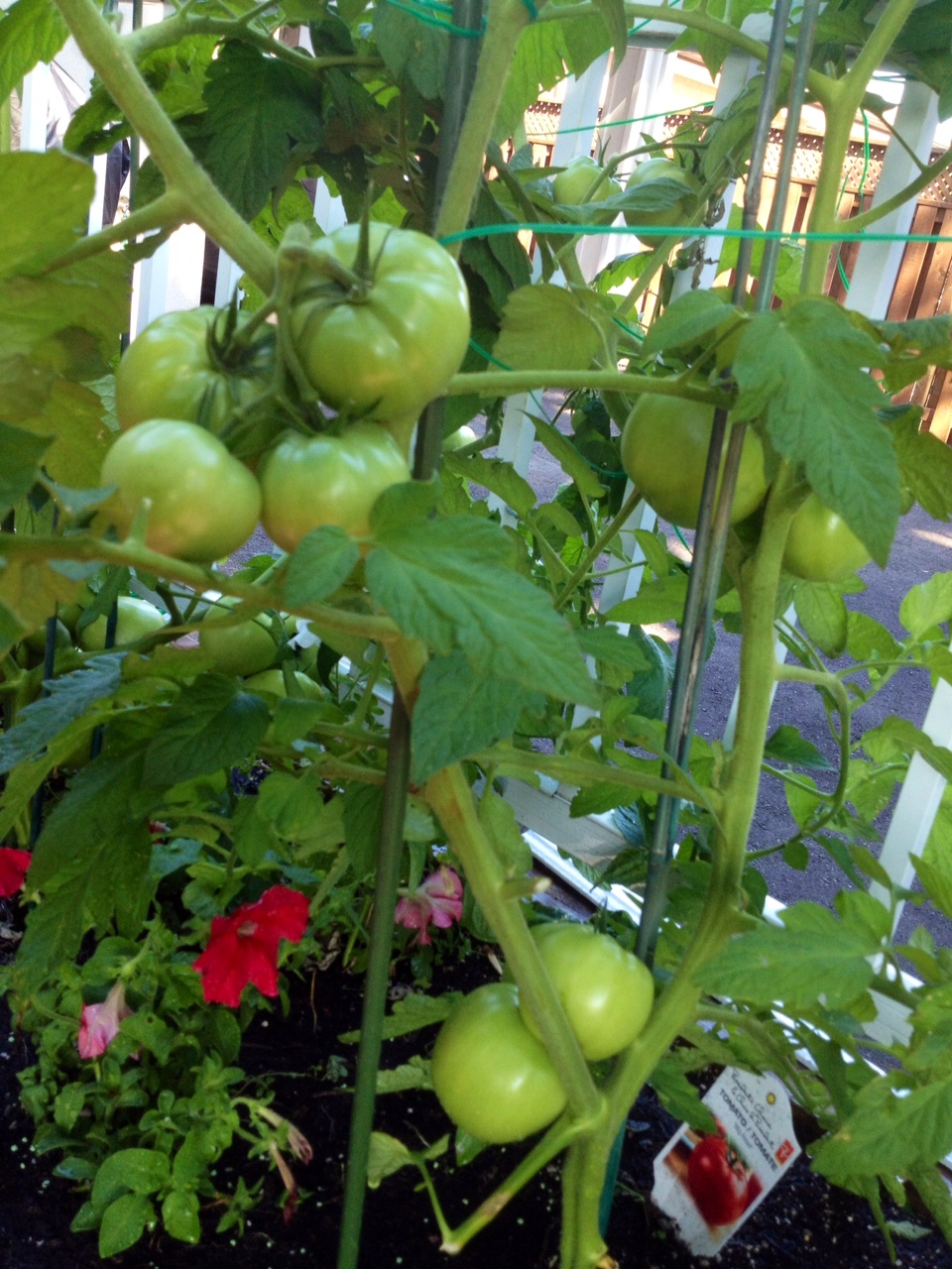 My love for gardening: My 2 tomatoe plants "Big Beef" and "Primo Red ...