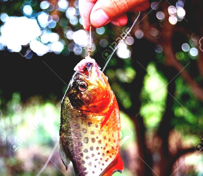Amazon River - Amazon Rainforest Fish