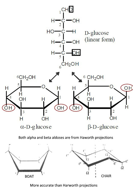 Bio Blog ☆: Carbonhydrates